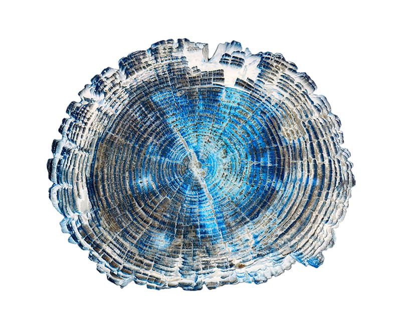 Tree Captures by Tricia Kessler | Image Licensing